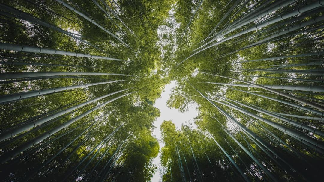 Kabin | Cómodo hotel en Kioto y Osaka